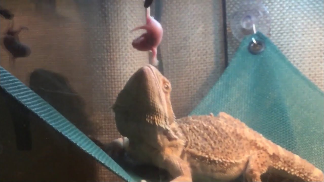 Sandy the bearded dragon eats his first pinkie/mouse - YouTube