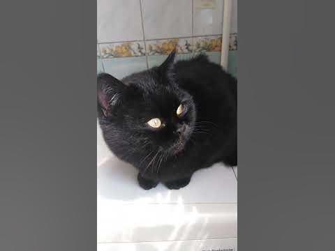 чернуха. черний Кот. кошка.. мяу мяу. - YouTube