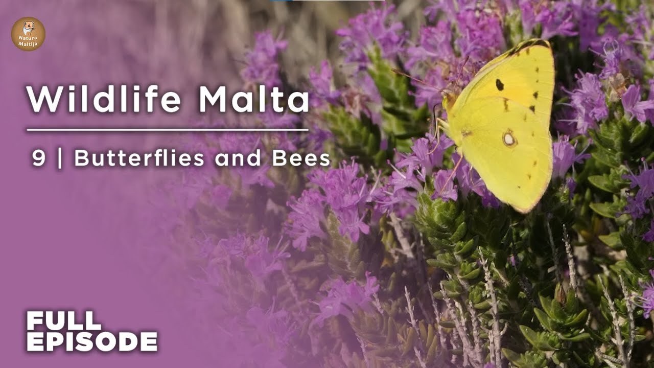 9 Full Episode | Butterflies and Bees | Natura Maltija | Wildlife Malta ...