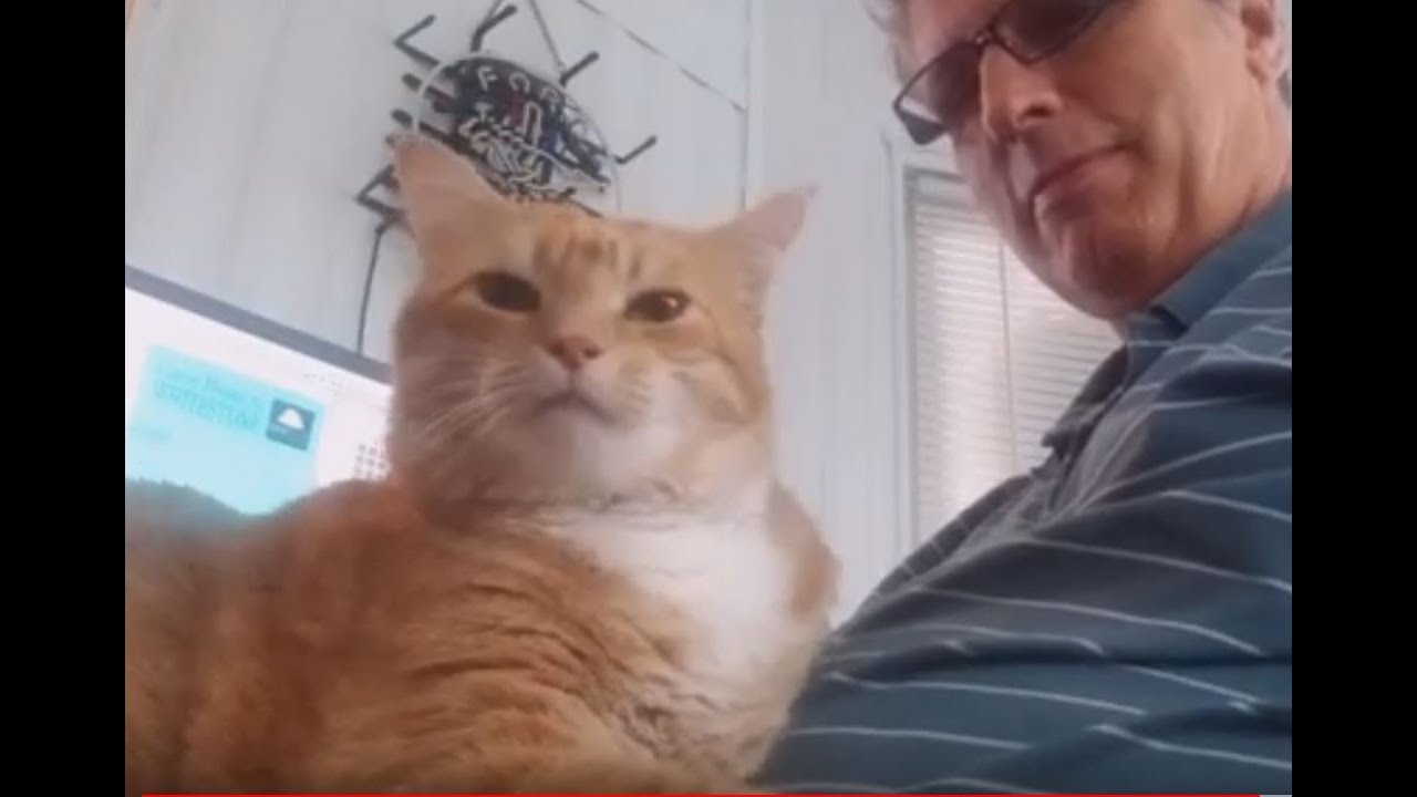 Bad Cat Chris Demanding Attention - YouTube