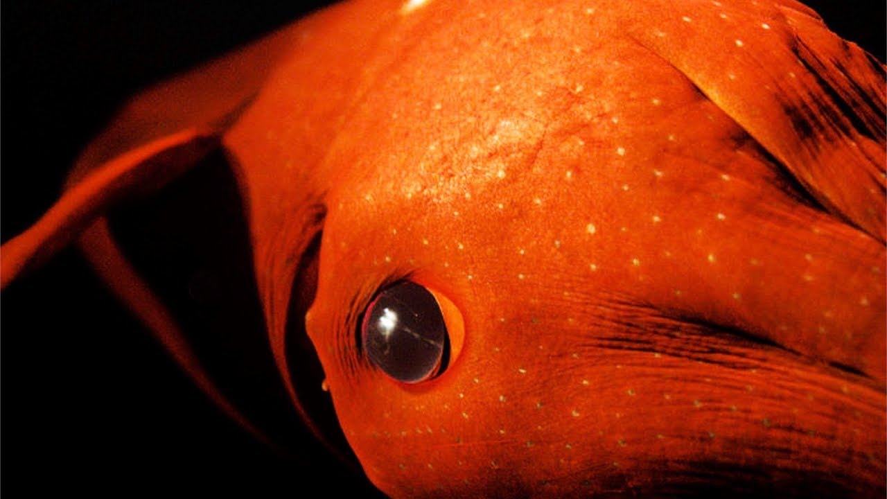 Vampire Squid from Hell - Deepsea Oddities - YouTube