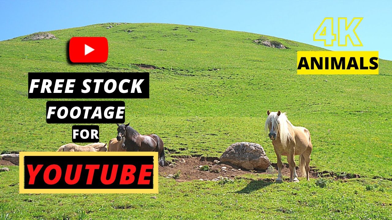 Animals | Free Stock Footage for YouTube | Stock video | No-copyright ...