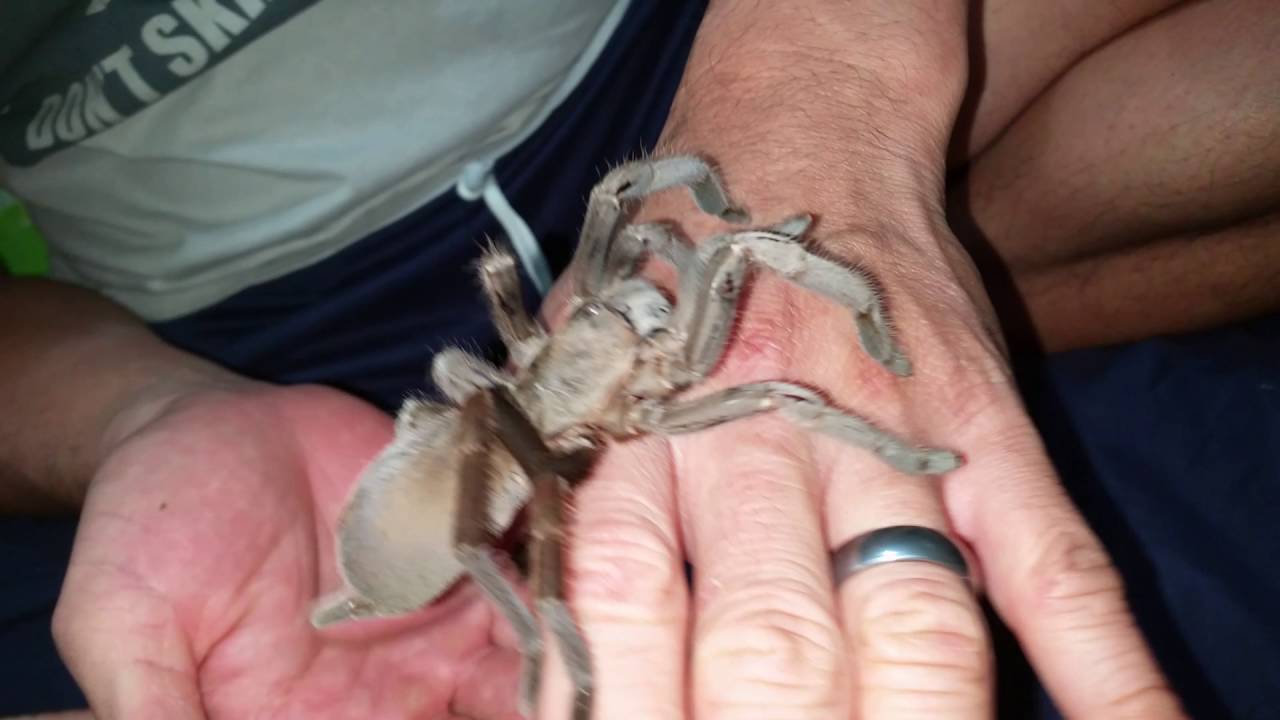 Australian Tarantula, Phlogius Strenuus Andersonii - YouTube