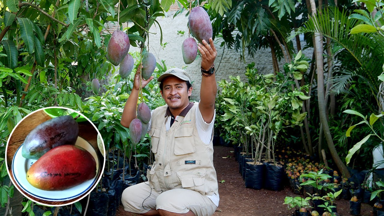 Mangga Merah Ini Buahnya Besar dan Rasanya Manis Banget | Mangga Red ...