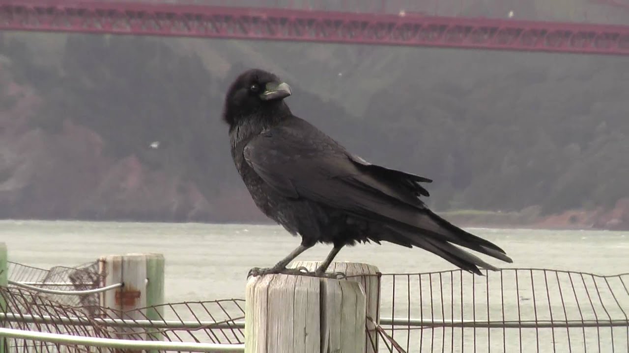Raven in San Francisco - YouTube