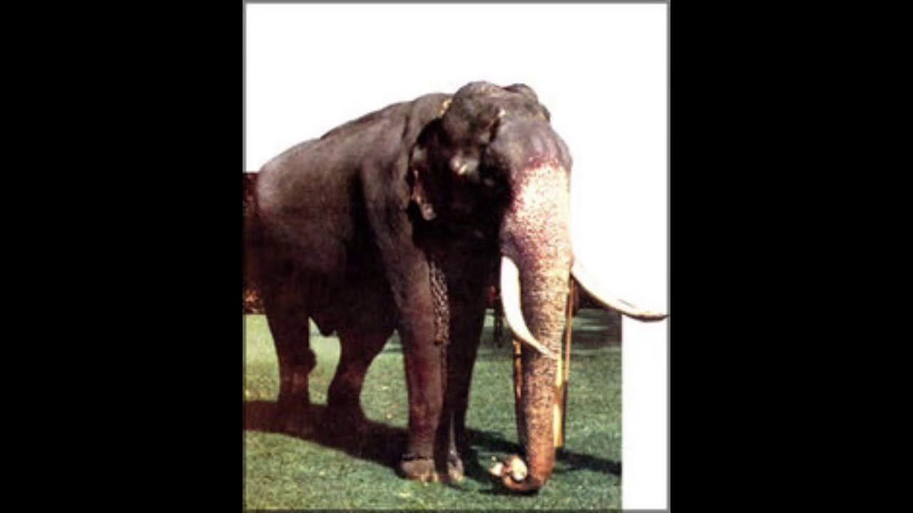 Raja Tusker in Sri Dalada Maligawa - YouTube