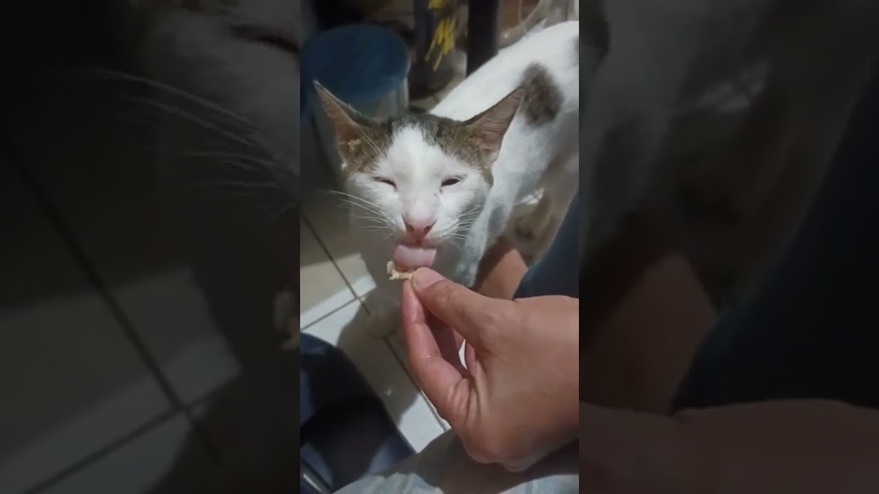 CAT EATING BREAD EITH MAYO - YouTube