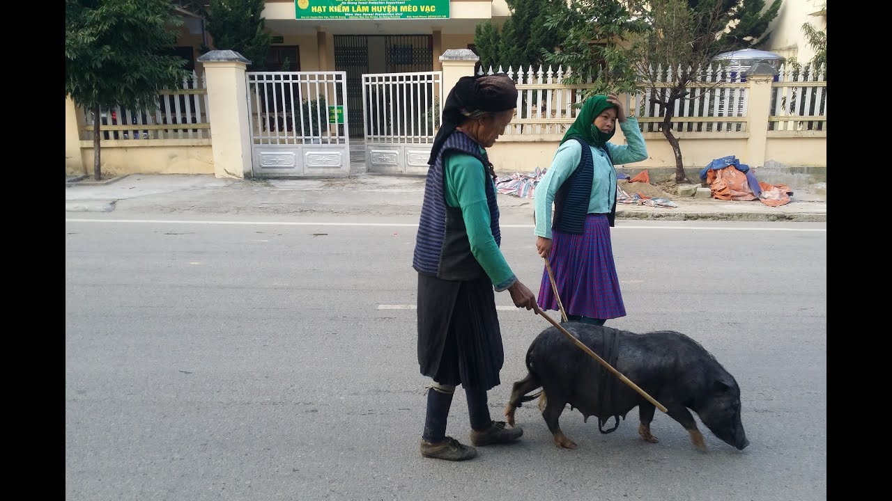 Exploring Lung Phin pig market, and pigs in Hmong culture | GORI - YouTube