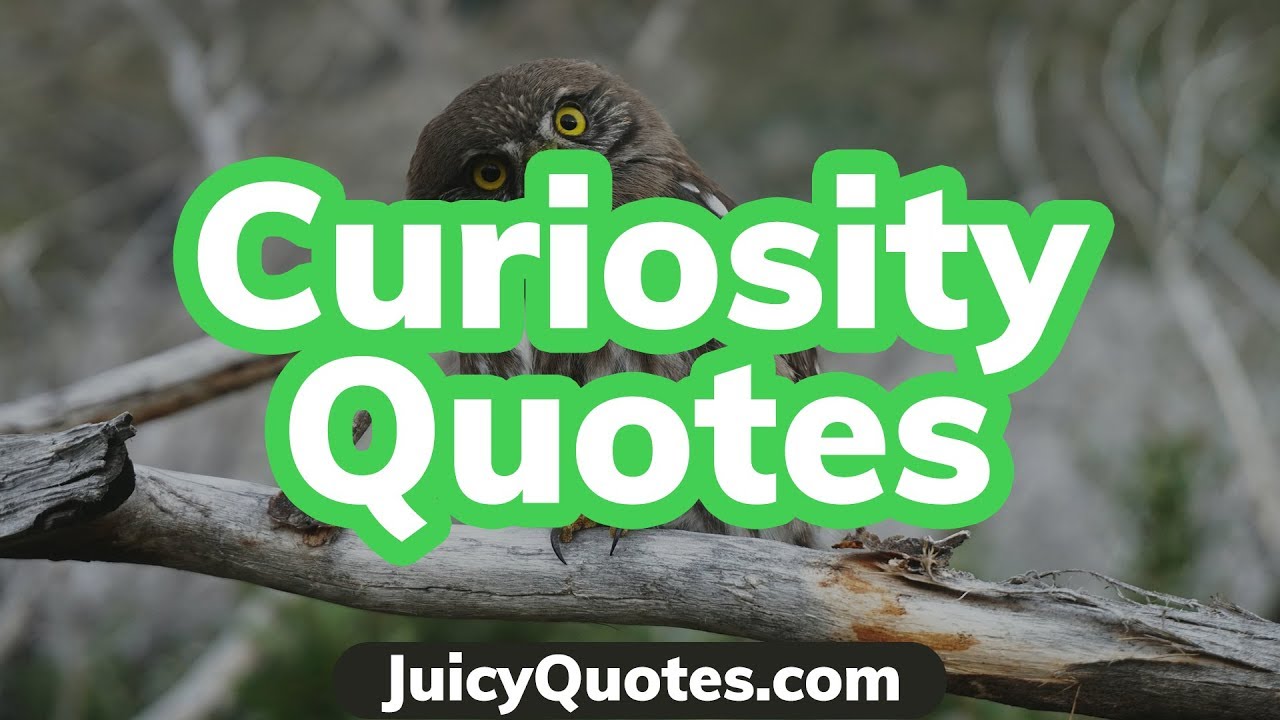 Top 15 Curiosity Quotes and Sayings 2020 - (What It Actually Is) - YouTube