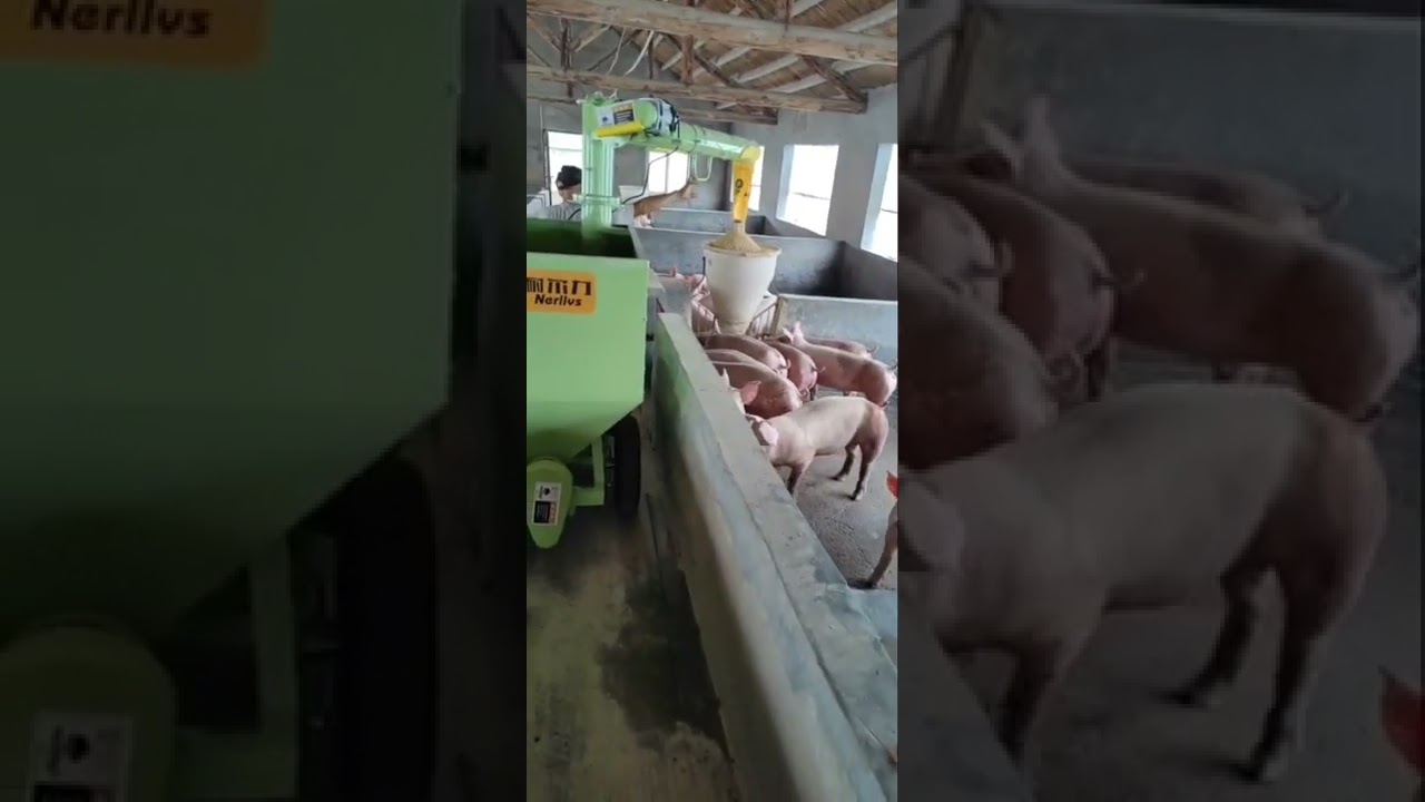 Feeding trolley for pigs - YouTube