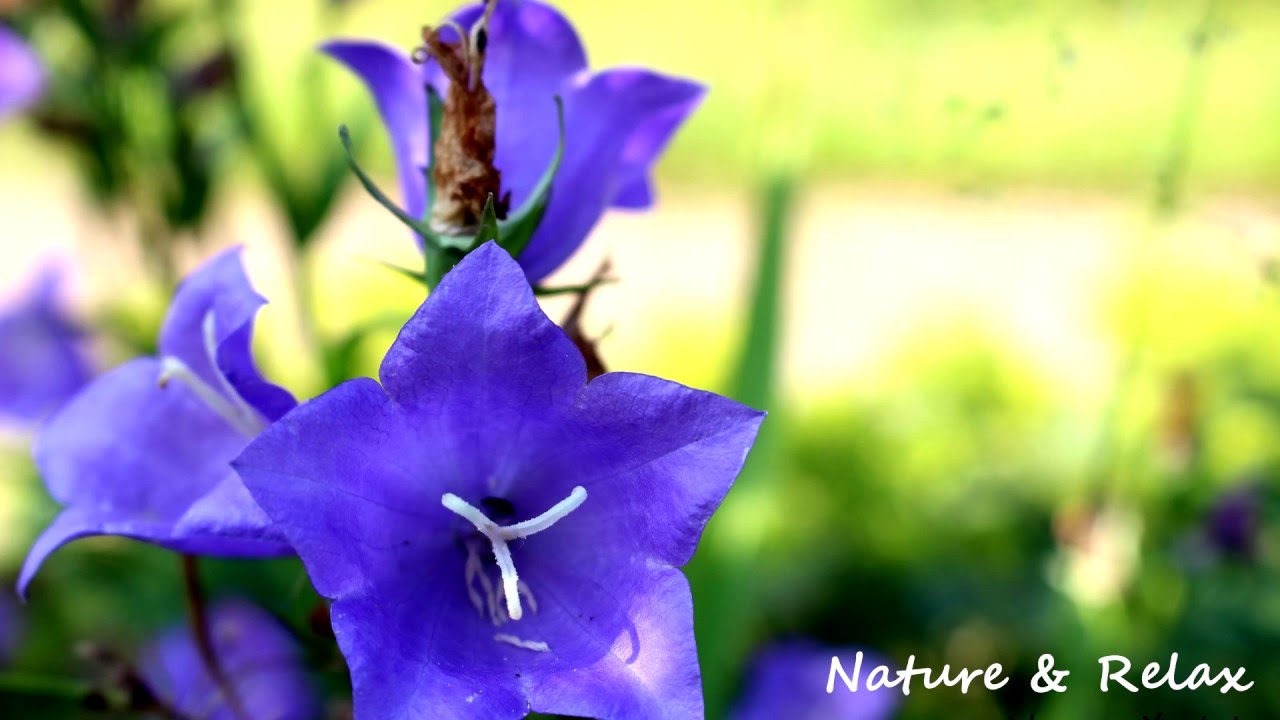 Nature & Relax Flowers Photo Slideshow with Relaxing music HD 35 🌿 ...