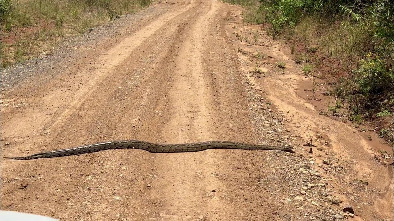 African rock python crossing the jungle road #2024 - YouTube