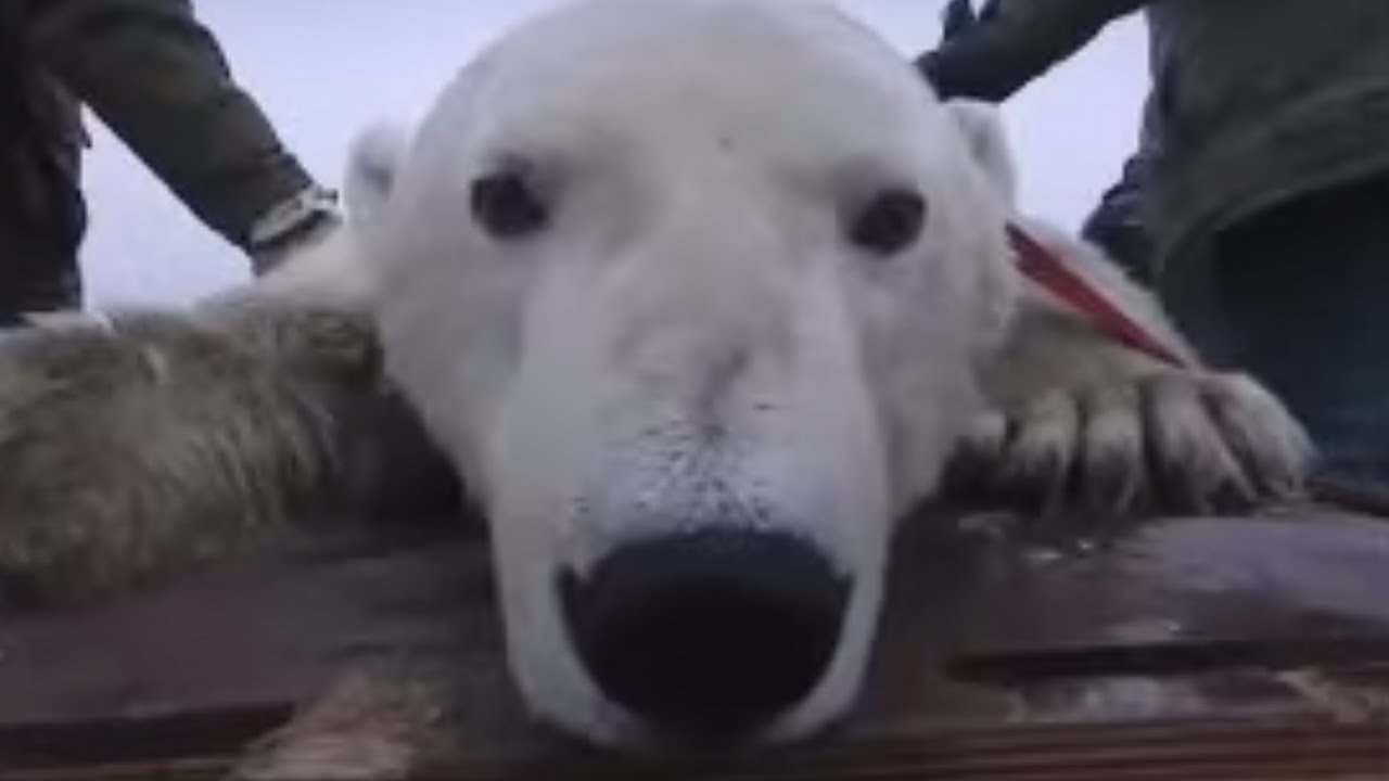 Welcome to Bear Jail | Vets in the Polar Bear Wild | BBC Studios - YouTube