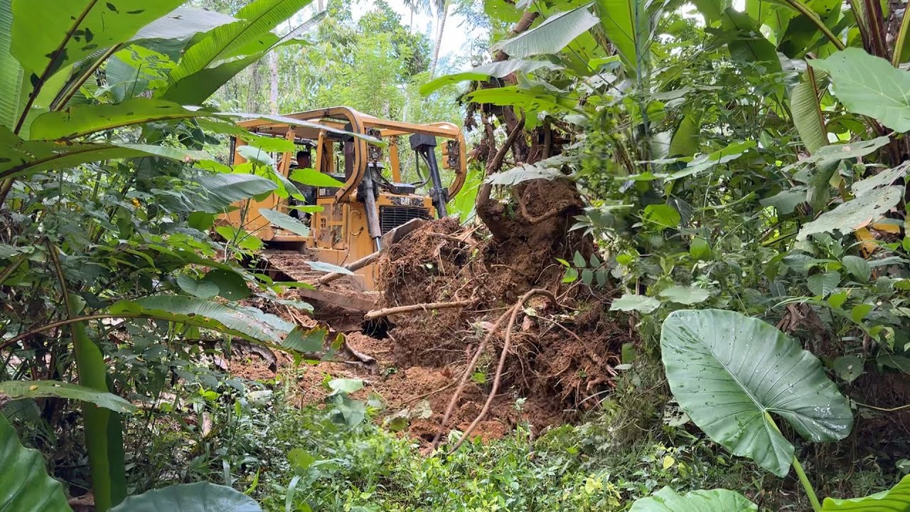 WOW! Caterpillar D6R XL Dozer Cuts Down Big Trees - YouTube