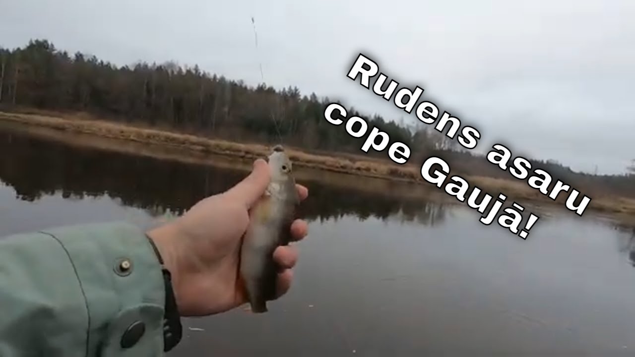 Novembra asaru cope Gaujā. - YouTube