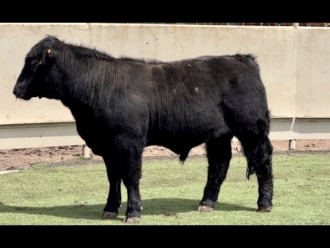J&J Cattle Co: Lot #6255 Maine-Angus Bull - YouTube