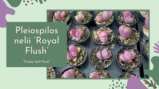 Growing Habits of Pleiospilos nelii ‘Royal Flush’ (“Purple Split Rock")