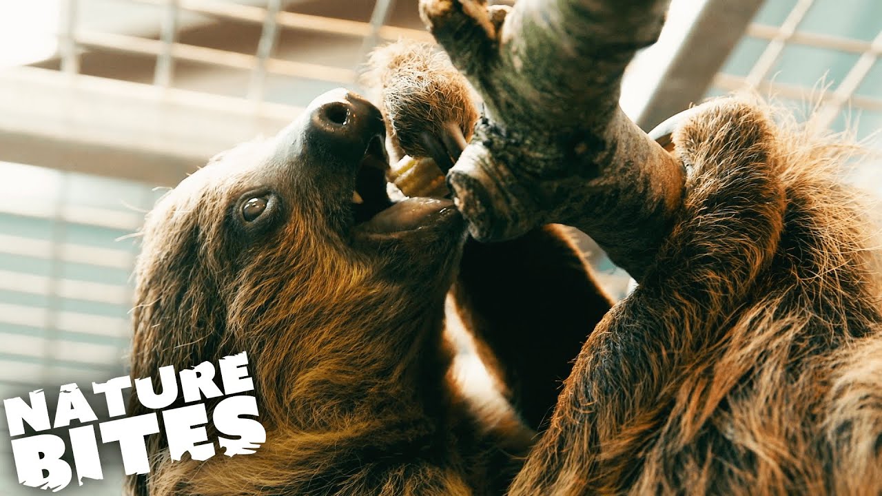 Two Toed Sloth QUARANTINED At Zoo?! | Nature Bites - YouTube