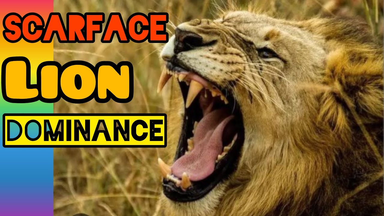 THE KING LION SCARFACE LIFE TO END STORY - YouTube