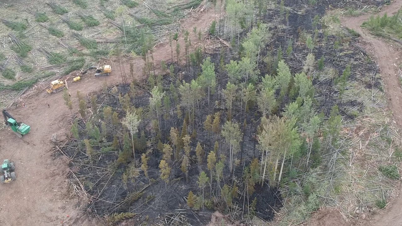 Small forest fire aftermath - YouTube