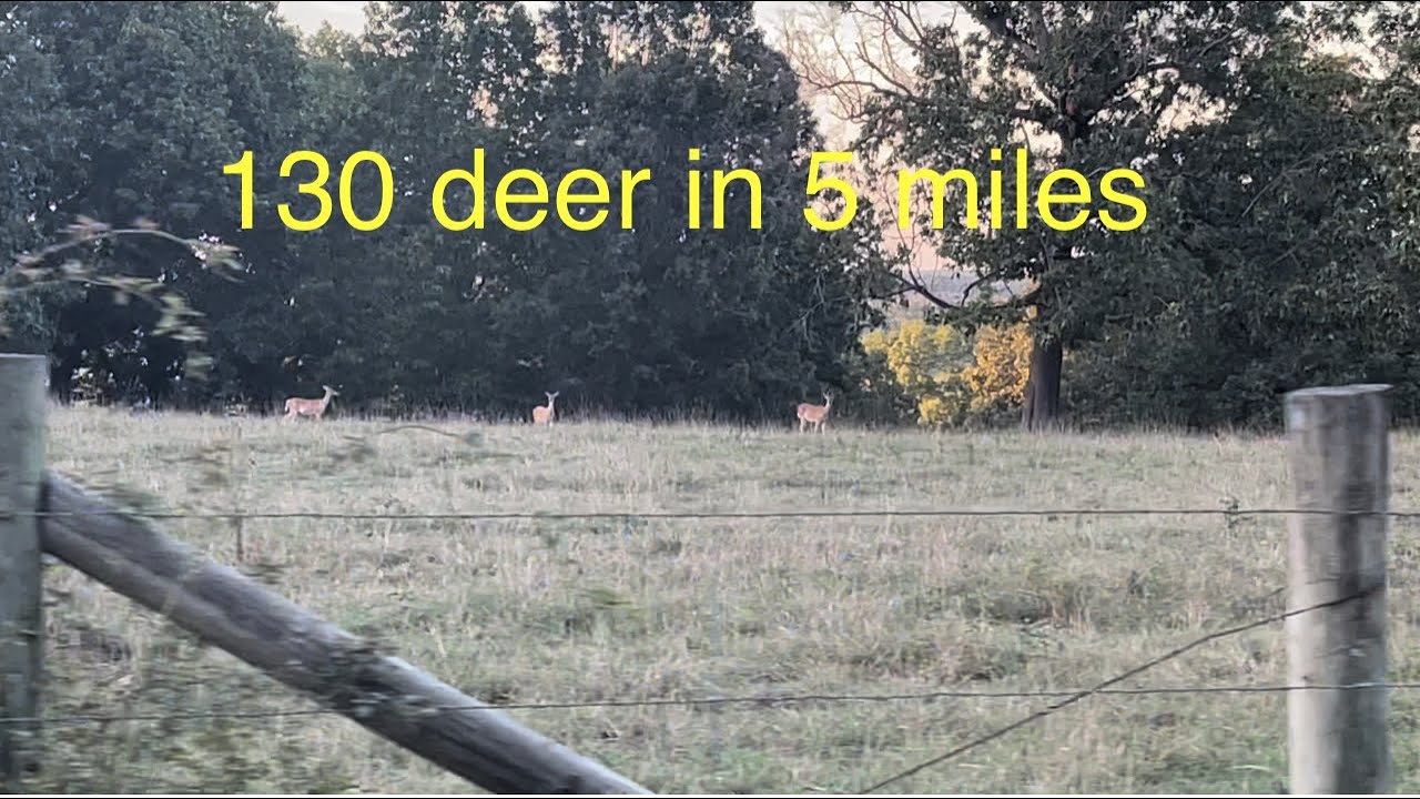 130 deer in just over 5 miles of driving!!! Not many places in Arkansas ...