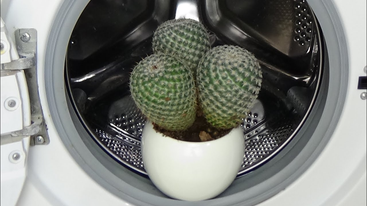 Experiment - test, cactus in a washing machine - cactus plant broken by ...