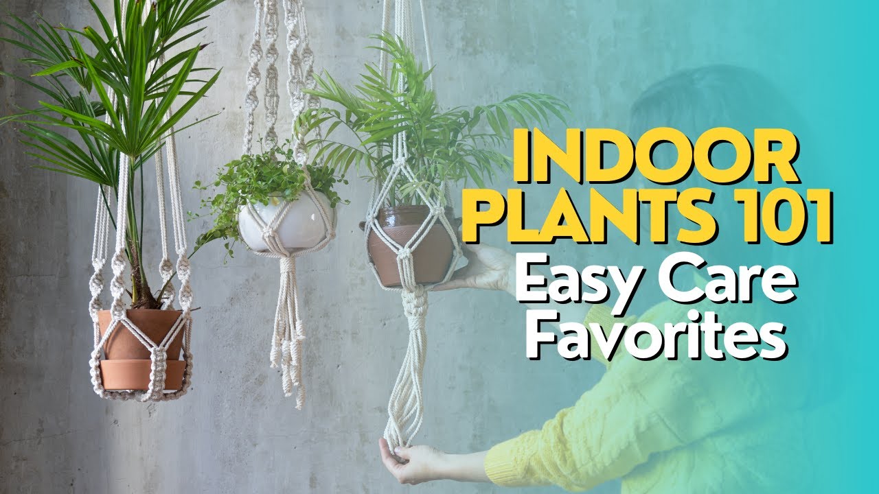 Indoor Plants 101: Easy Care Favorites - YouTube