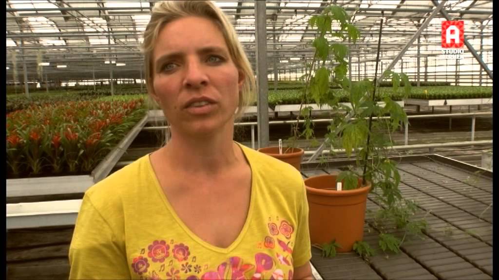 Levenswerk - Sonia van der Eijk - YouTube