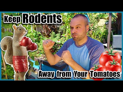 What Rodents Eat Tomato Plants