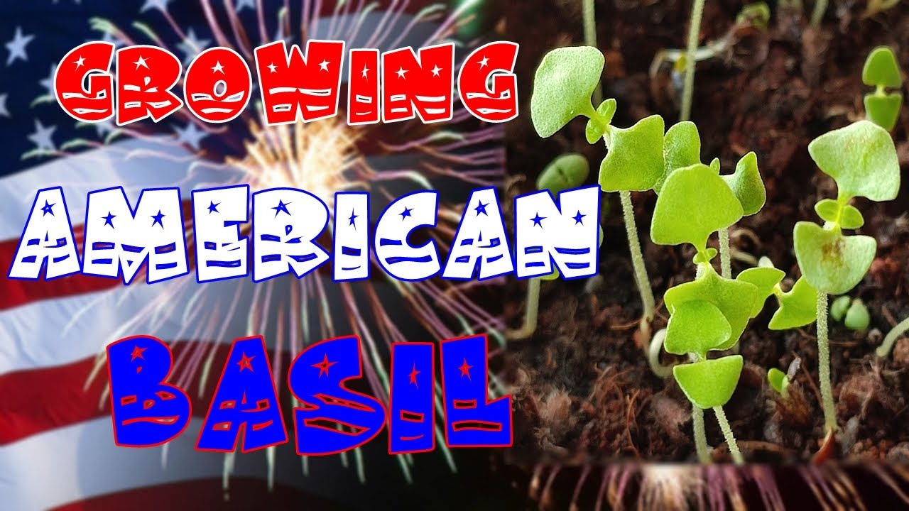 Growing American Basil from Seed (Ocimum Americanum) - YouTube
