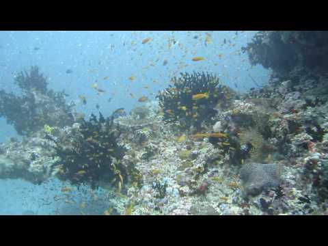 Christmas Tree Noonu Atoll