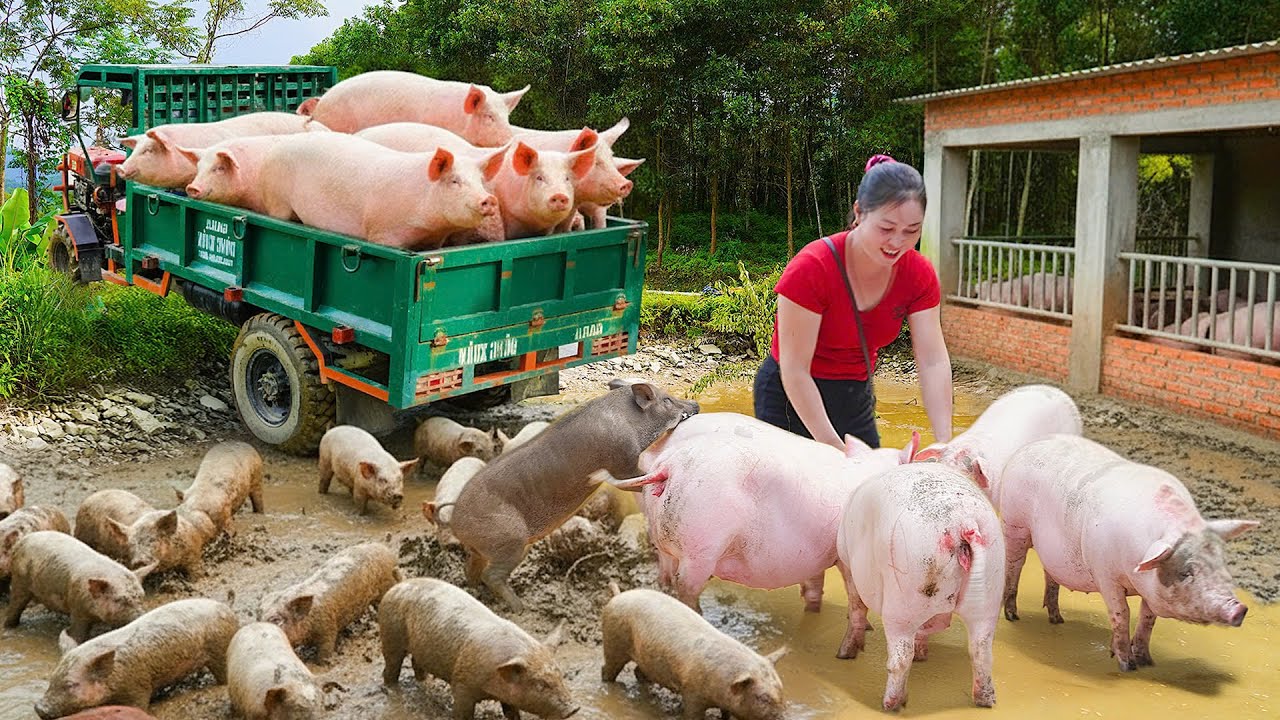 588 Days Pig Farming - Harvesting 1000+ Giant Pigs & Selling to Market ...