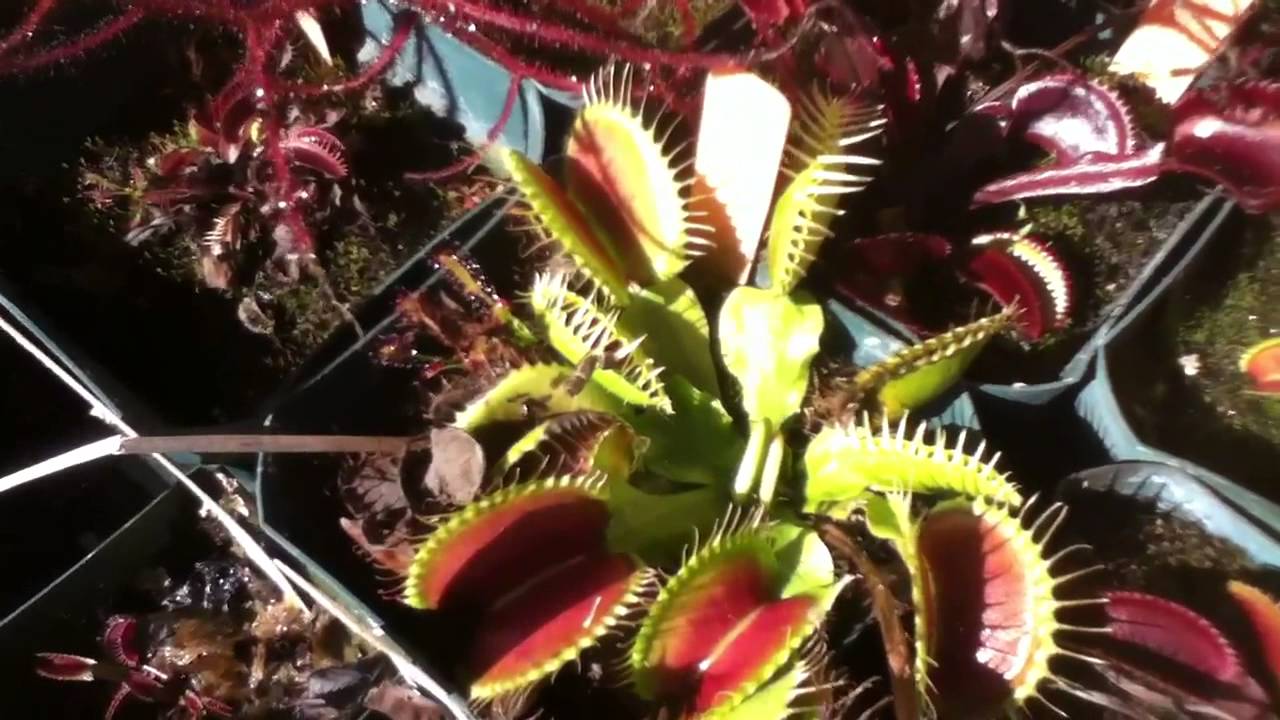Fall2012 sticky plants - YouTube