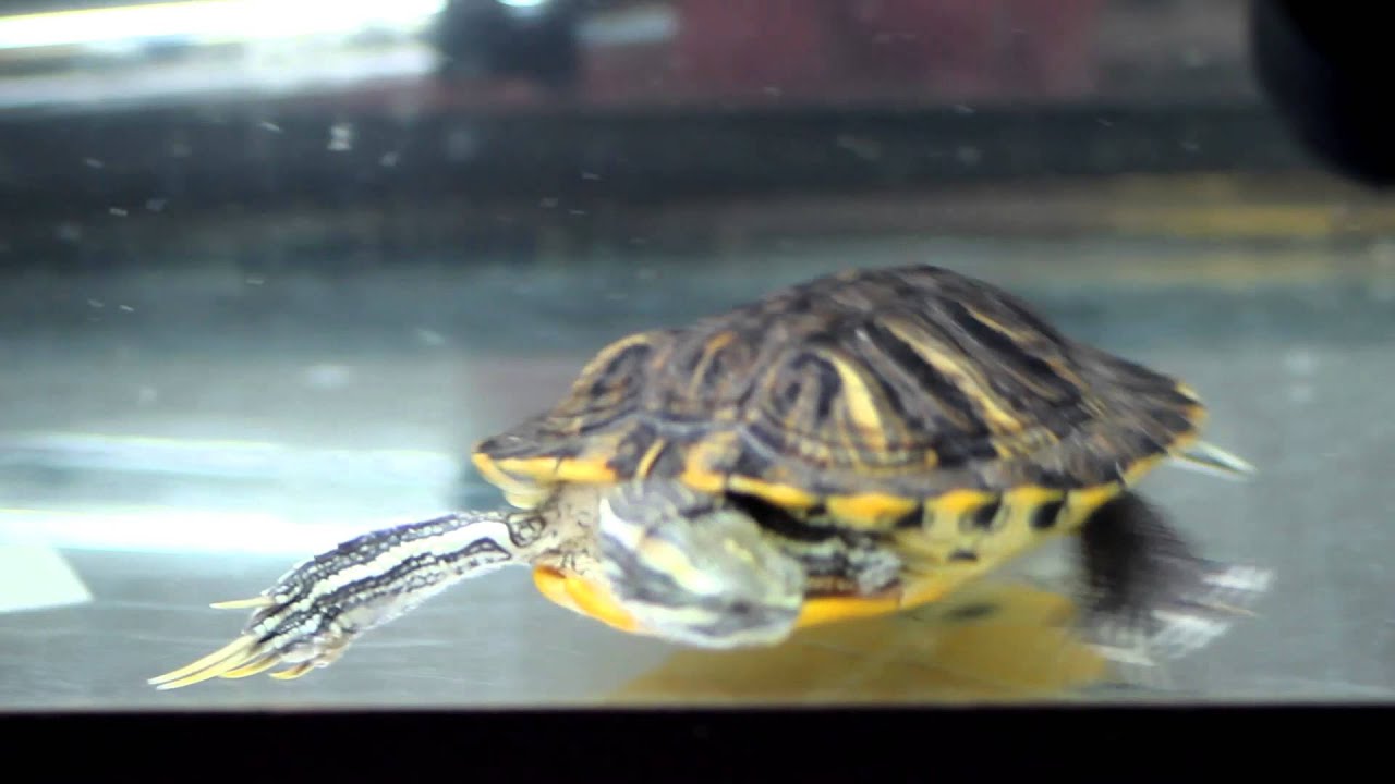 Turtle chasing its tail - YouTube