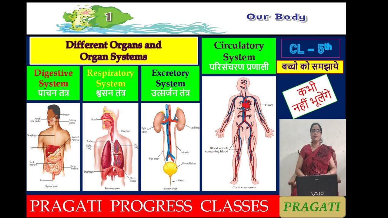 Our Body # Functions of Organs # The Human Body # Different Organs and ...