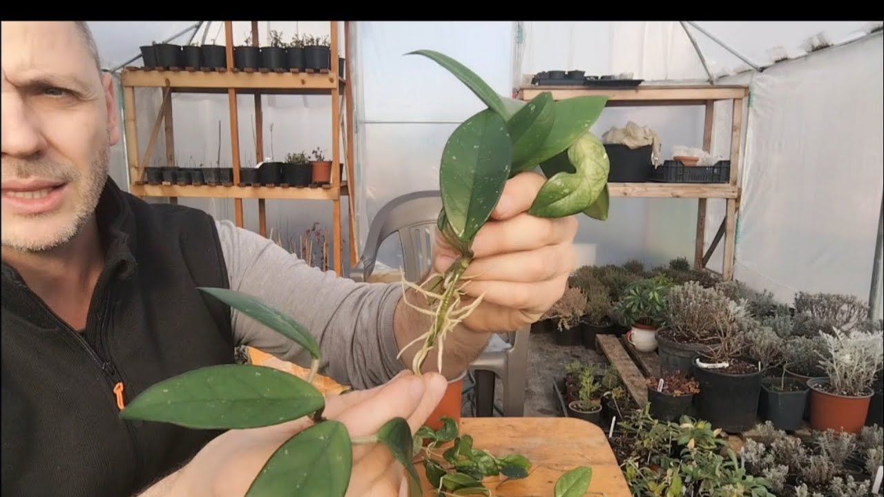 Lacrima Maicii Domnului, ingrijire si inmultire! - YouTube