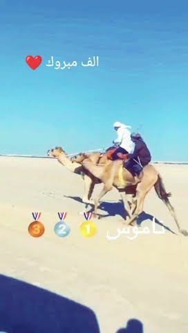 camel race in Bahrain 2025 - YouTube