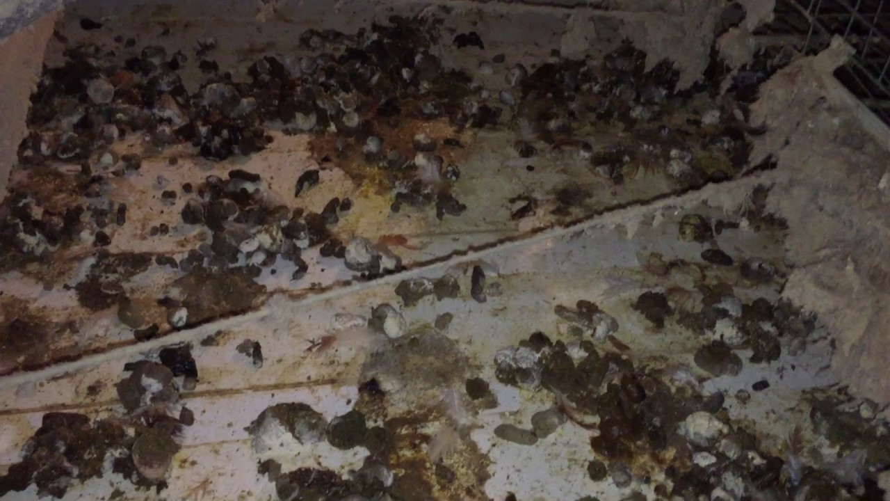 Effects of Megacid-L on egg production rate in layers - YouTube