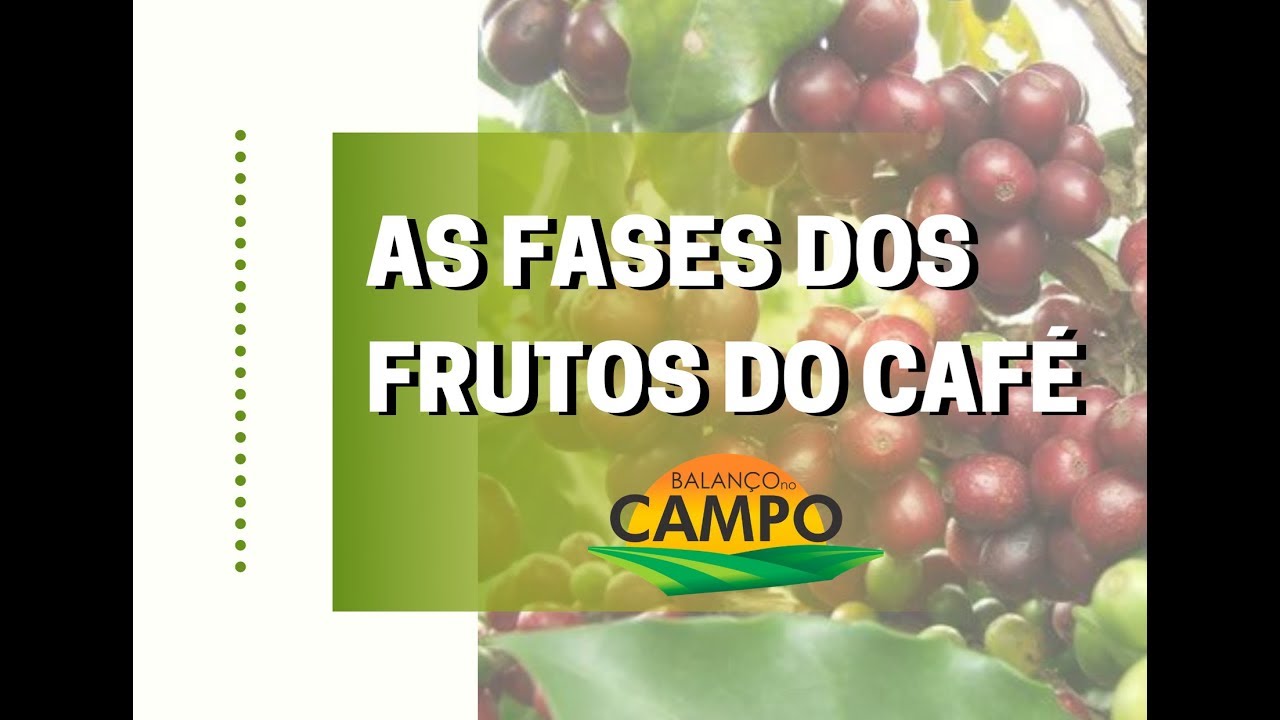 As fases dos frutos café - YouTube