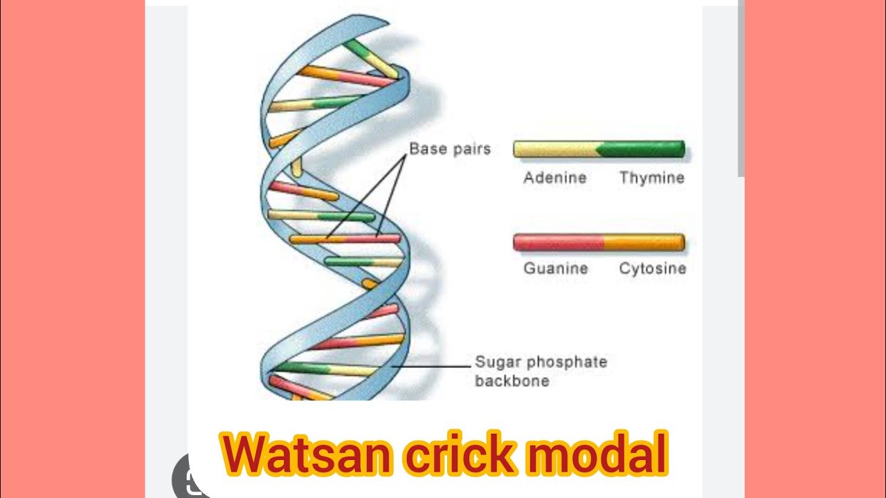 Molecular Basis Of Inheritance Structure Of Dna And Watson Crick Model 5018