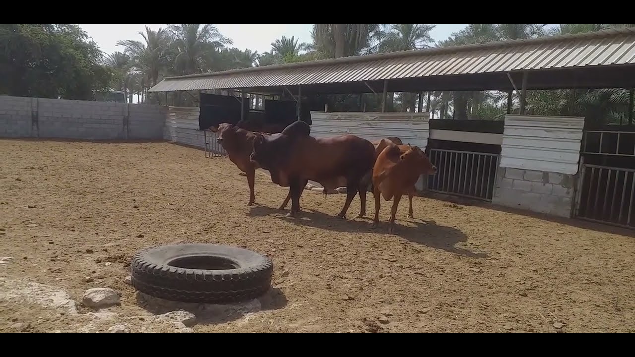 bull mating cow | animals meeting | mating cow - YouTube