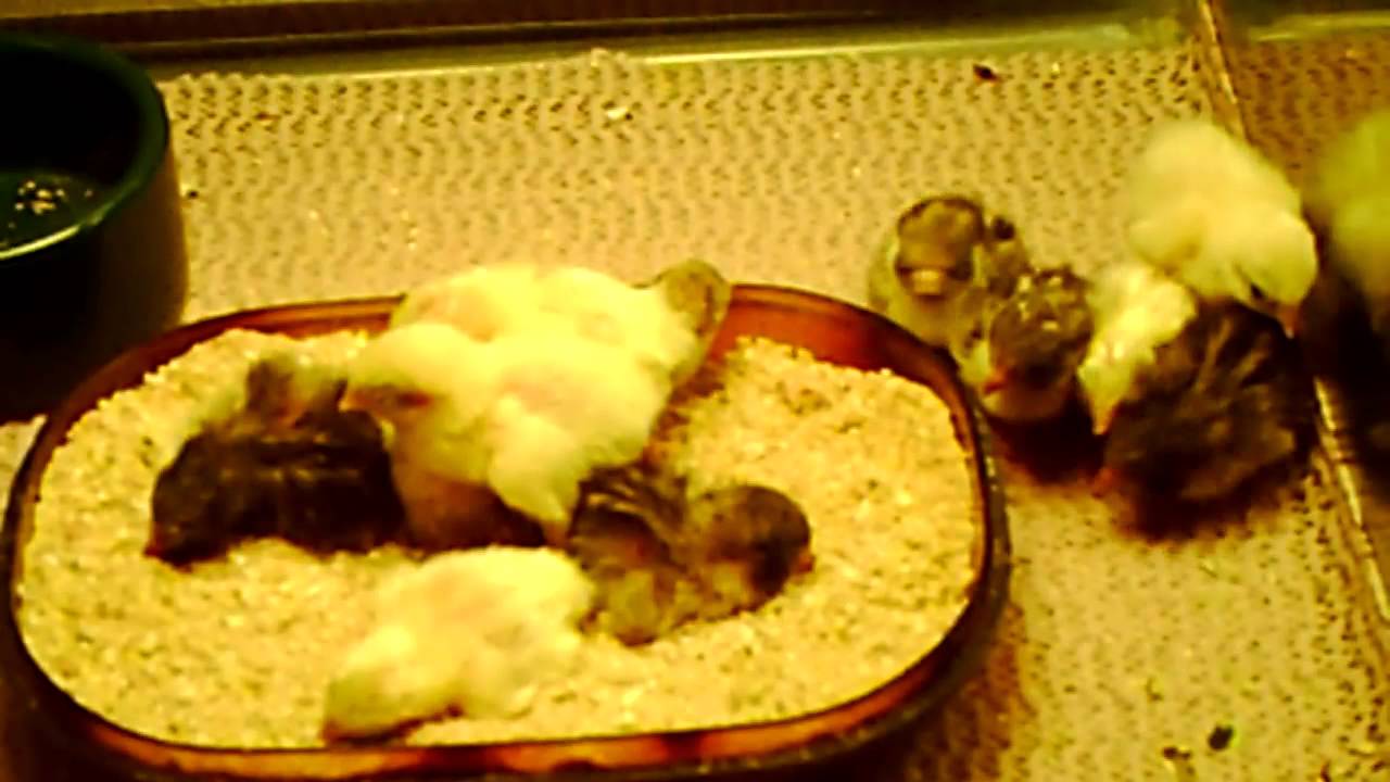 Button Quail Chicks I'm Hatching Out For Deb - YouTube