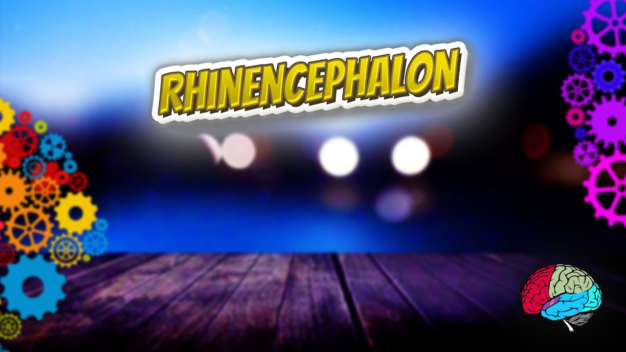 Rhinencephalon - Know It ALL 🔊 - YouTube
