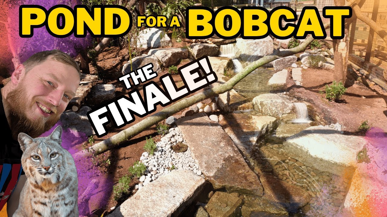 We built a Pond in a zoo! For a rescued Lynx in a week! (Days 4-7) RELEASING the BOBCAT! - YouTube