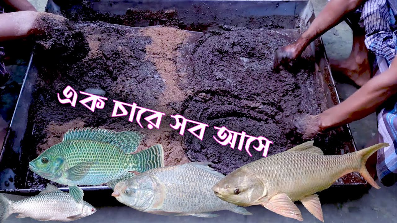 এক চারে সব মাছ আসে || attractant for all fish || fishing char || rui ...