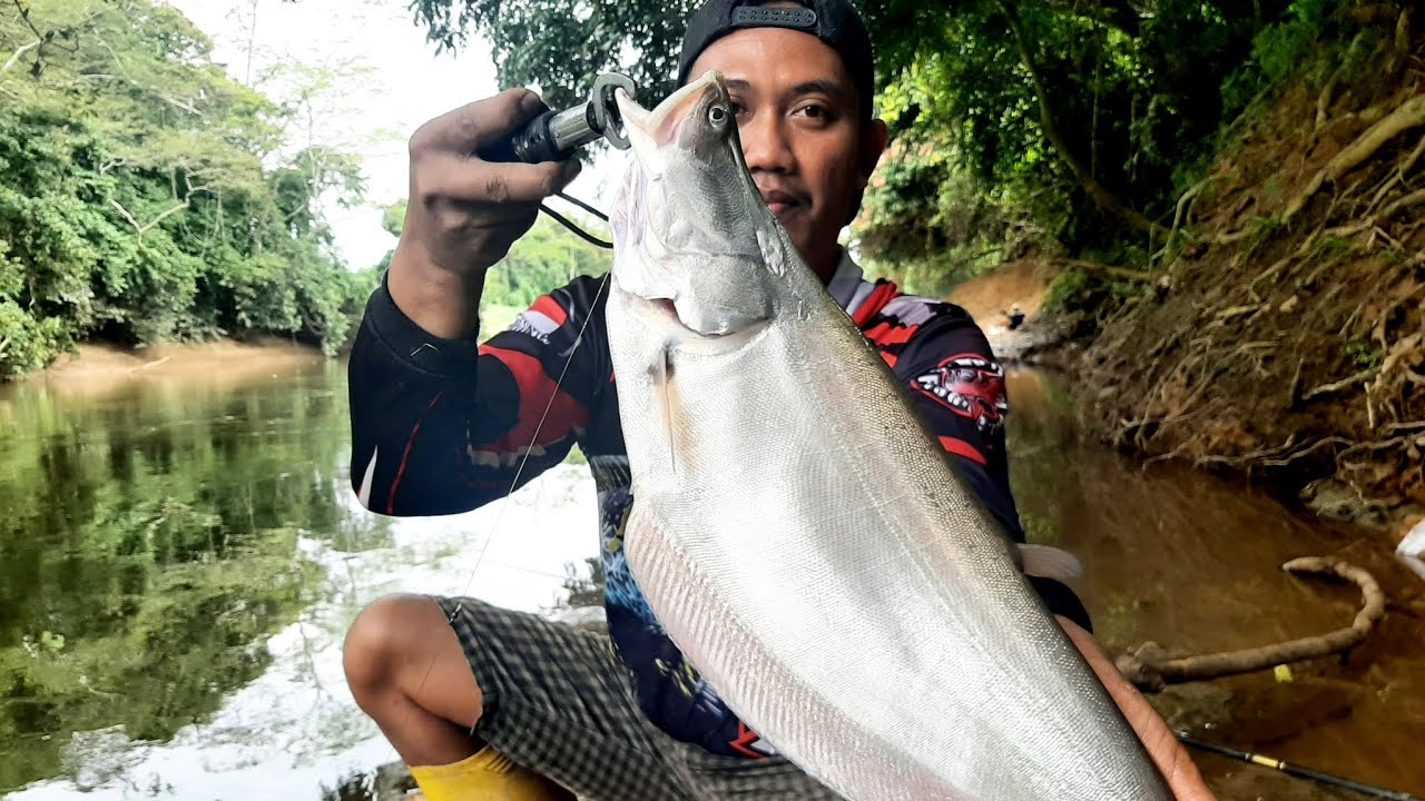 fish hunting||mancing liar kalimantan strike ikan besar #pejuangmuda89 ...