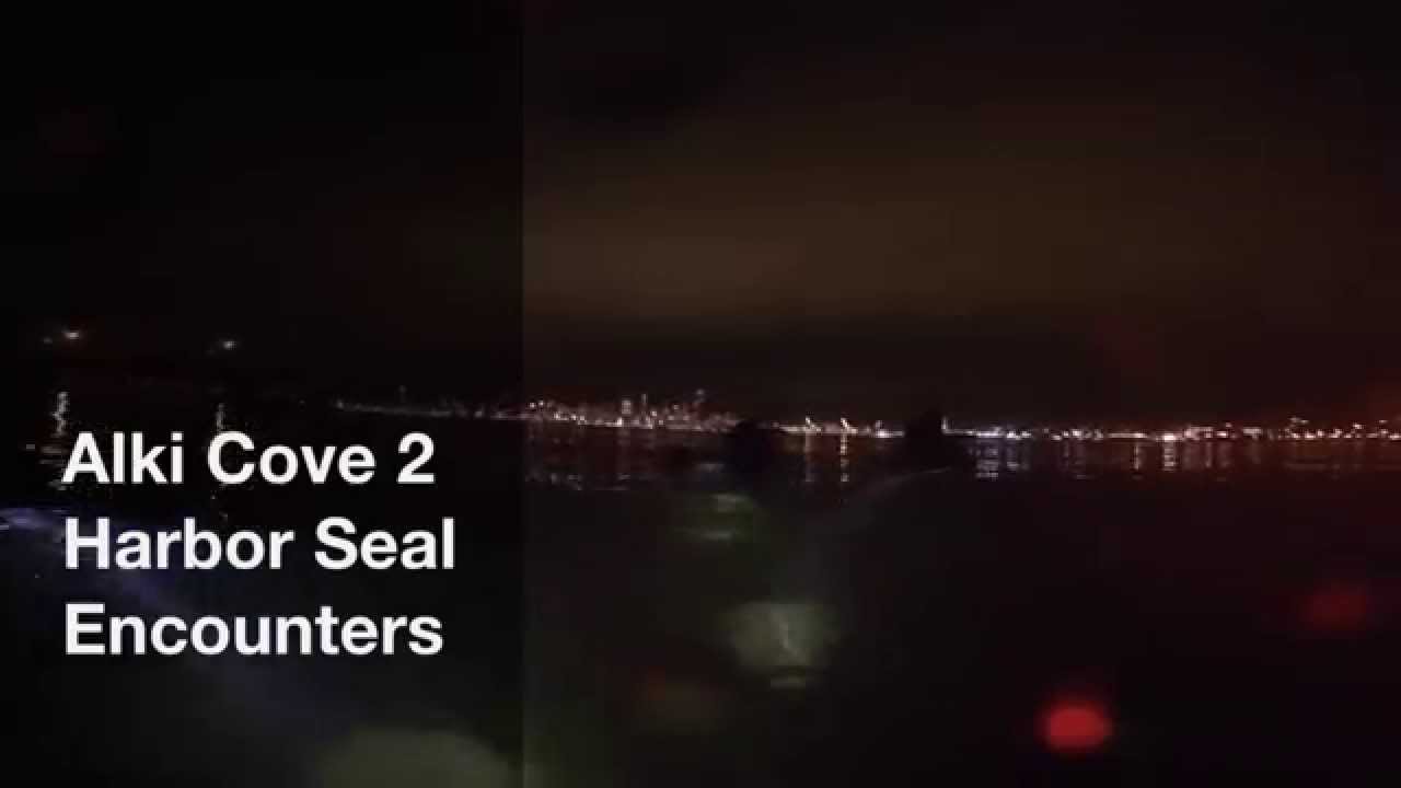 Alki Cove 2 Night Dive ~ Harbor Seal Encounters - YouTube