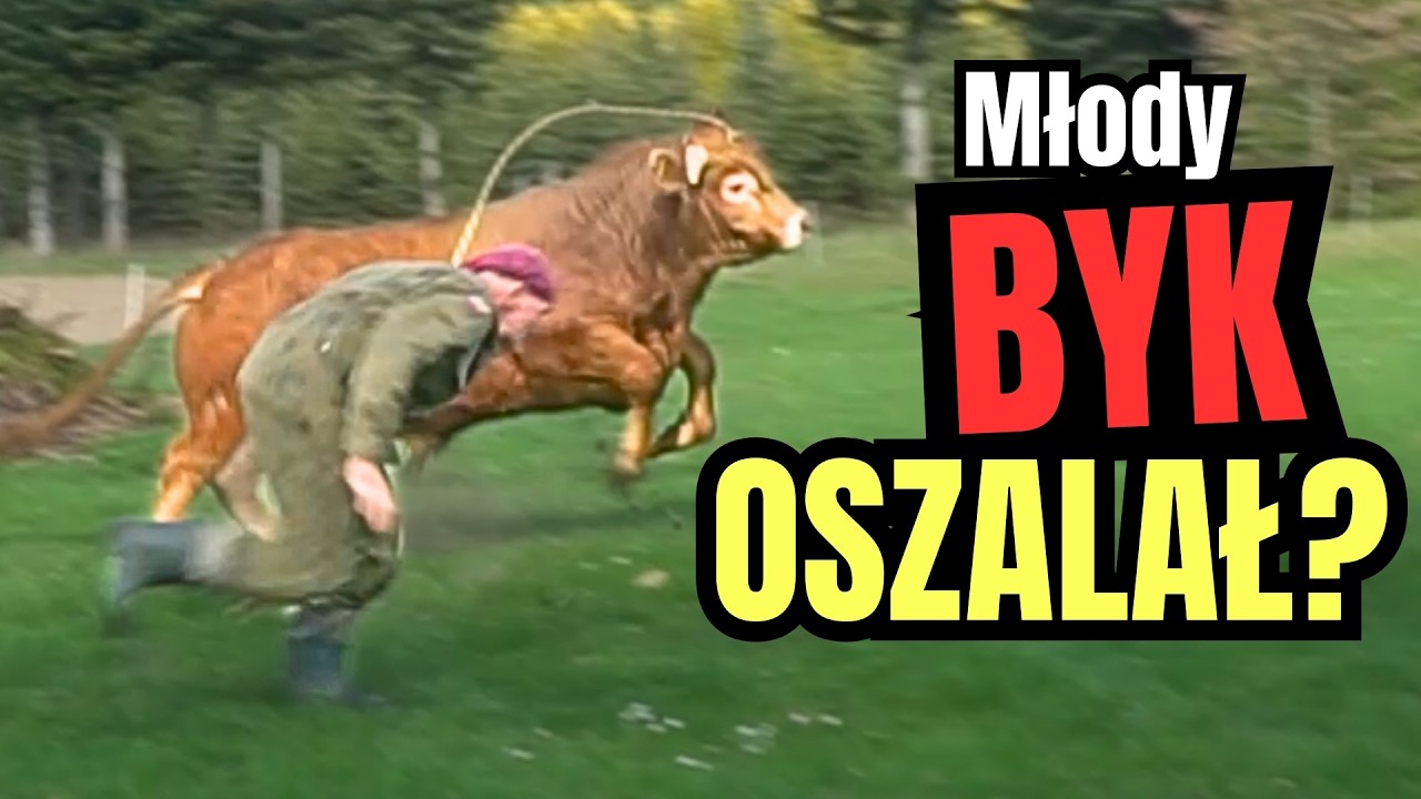Młody byk OSZALAŁ, stary Ali RUSZYŁ na Romka! Czy BYKI polubią ...