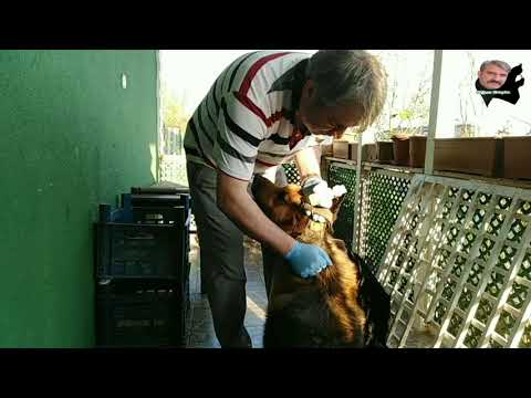 KÖPEKLERDE DIŞ PARAZİT ( Ba-tick) UYGULAMASI
