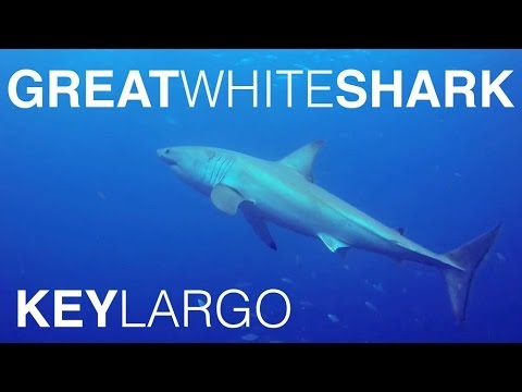 Great White Shark at the Duane Wreck - YouTube